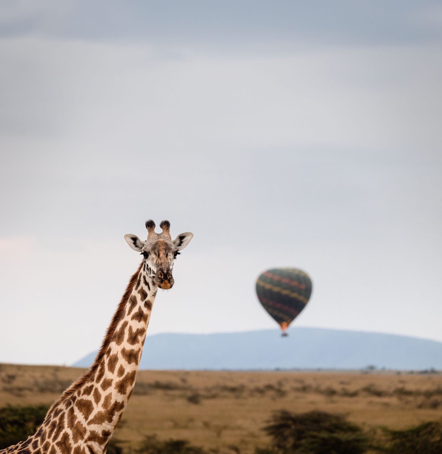Hemingways River Camp Mara | Boutique Tented Camp in the Mara